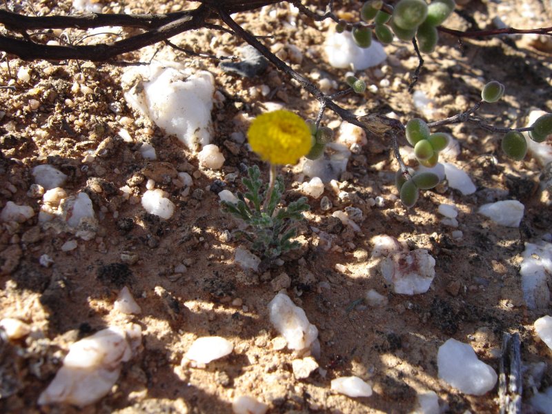 Photo Guide to Plants of Southern Africa